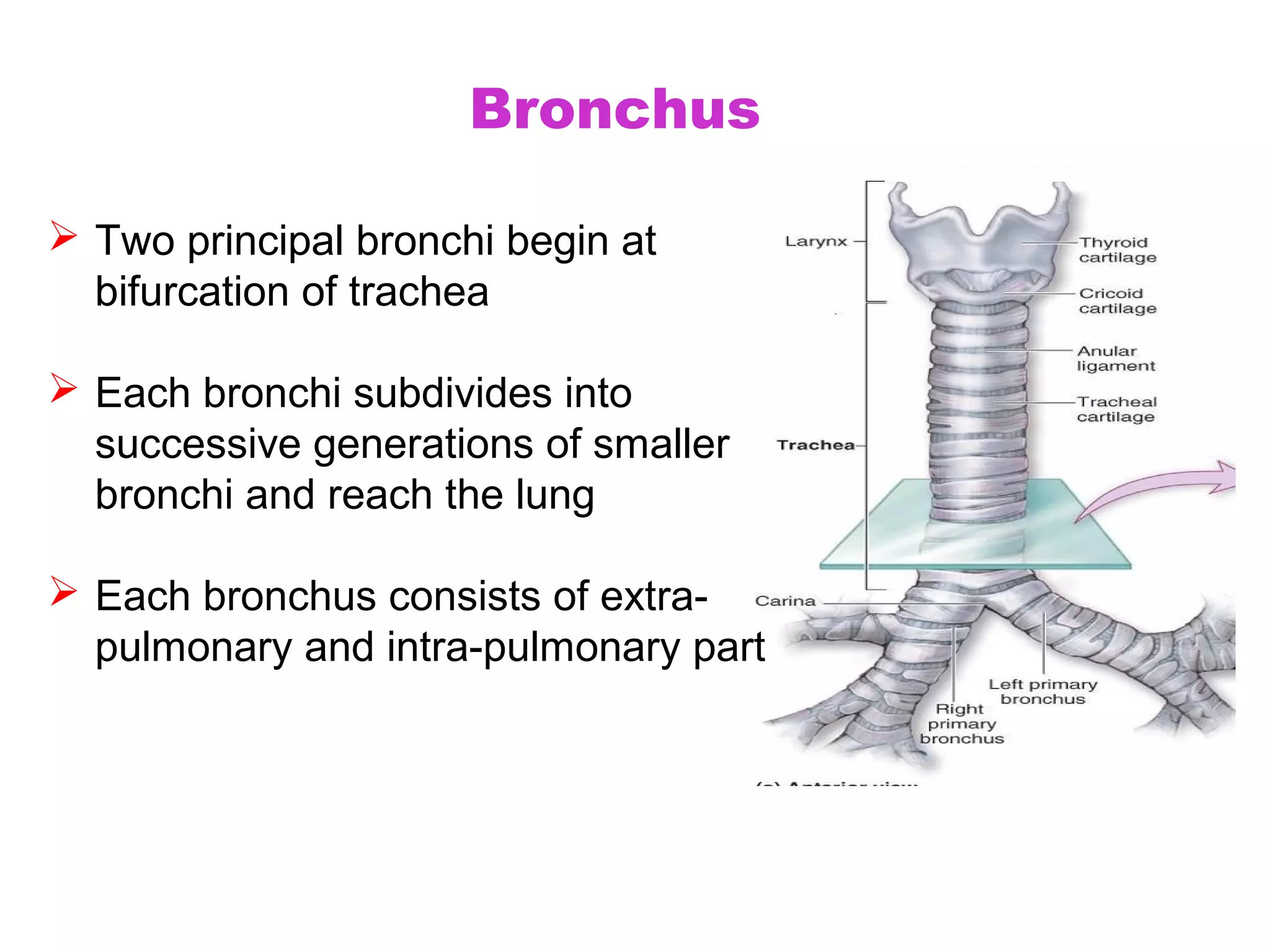 Trachea | PPT