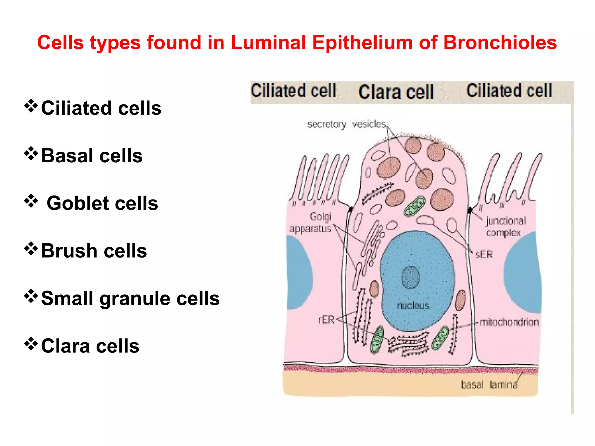 Trachea | PPT