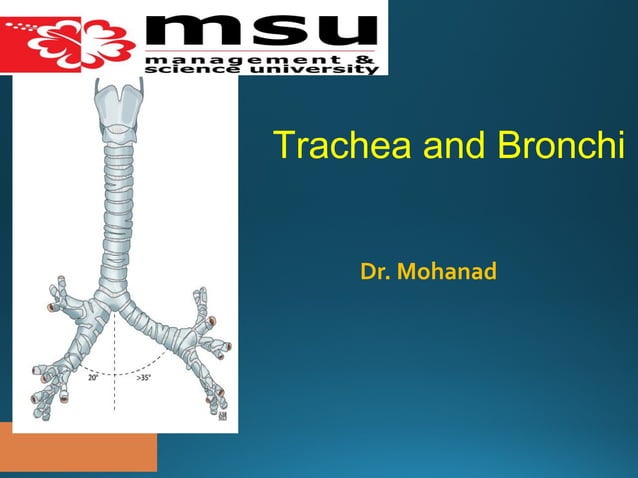 Trachea | PPT