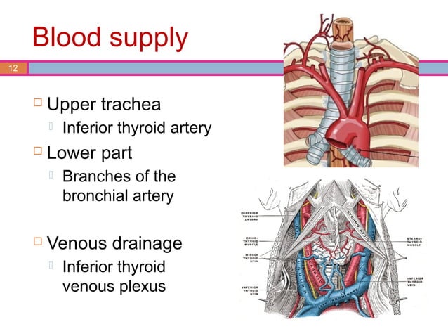 Trachea | PPT