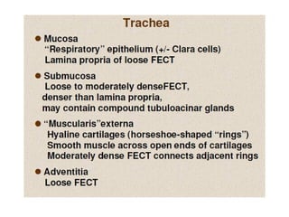 Trachea | PPT