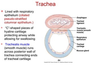Trachea | PPT