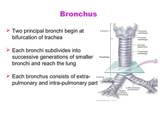 Trachea | PPT
