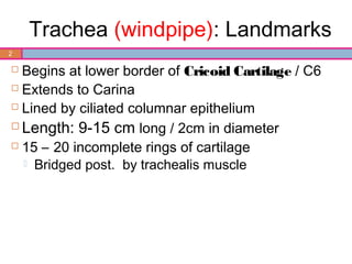 Trachea | PPT
