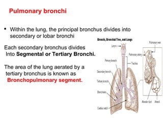 Trachea | PPT