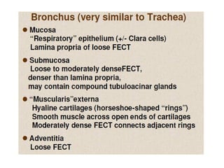 Trachea | PPT