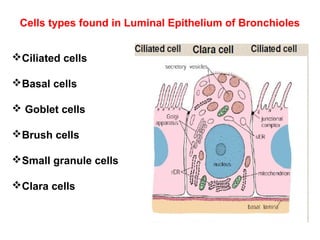 Trachea | PPT