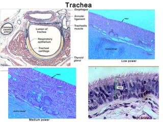 Trachea Slide
