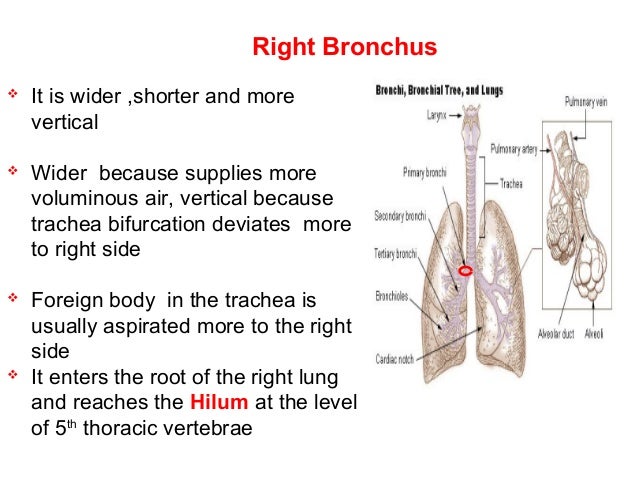 Trachea