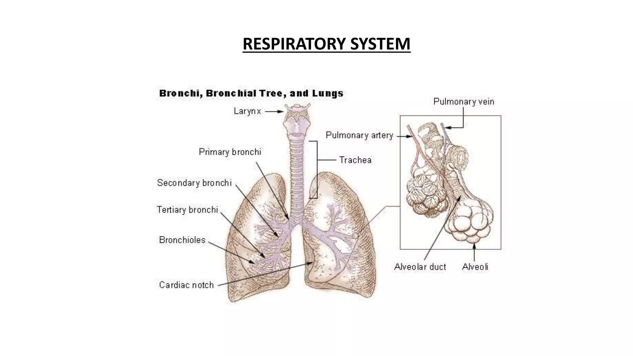 respiratory system2.pptx