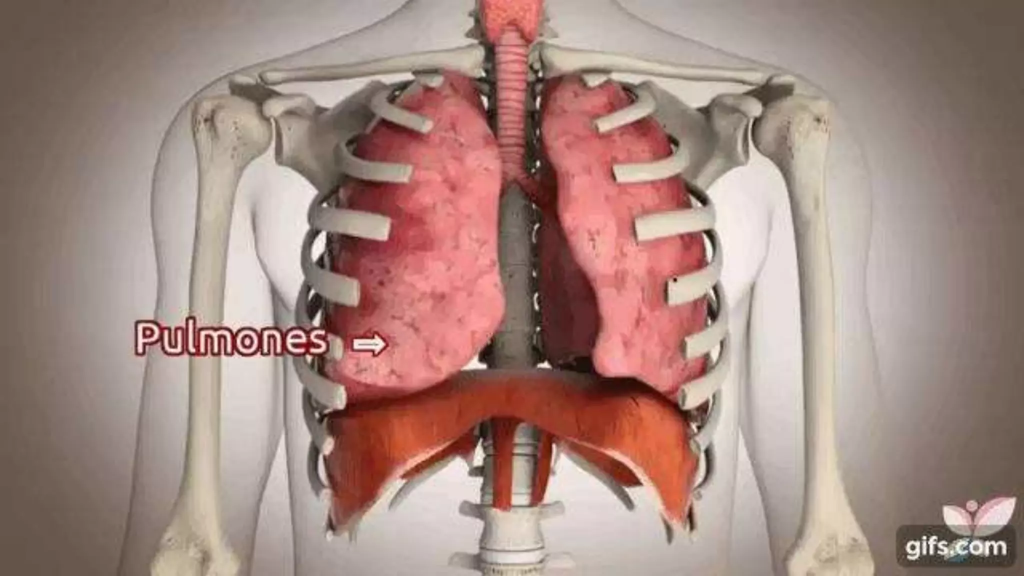 respiratory system2.pptx