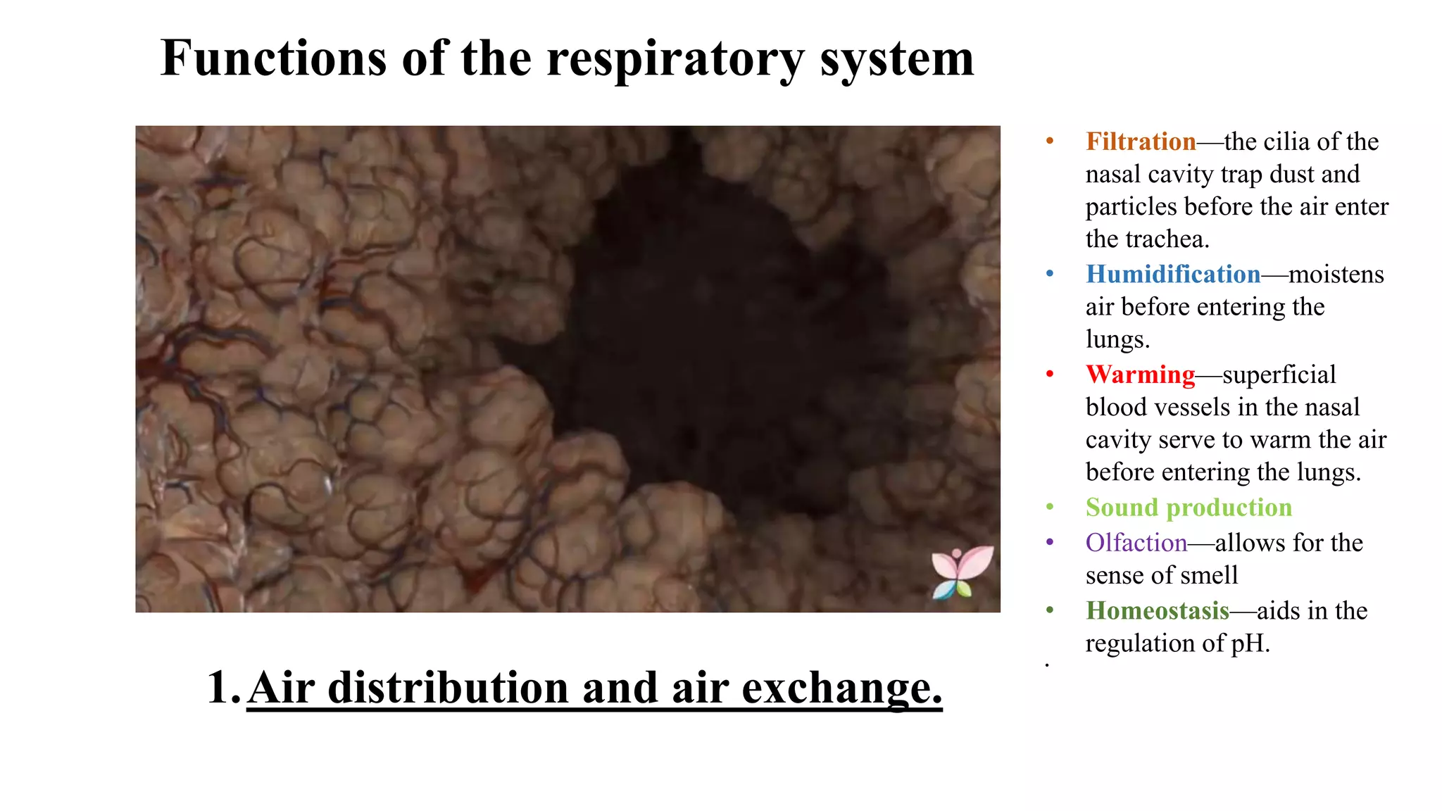 respiratory system2.pptx