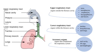 respiratory system2.pptx
