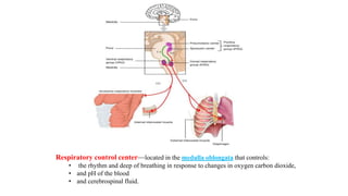 respiratory system2.pptx