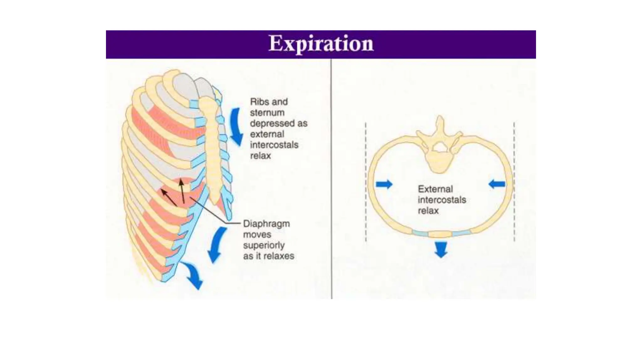 respiratory system 2021.pptx . | PPTX | Lung and Respiratory Health | Diseases and Conditions