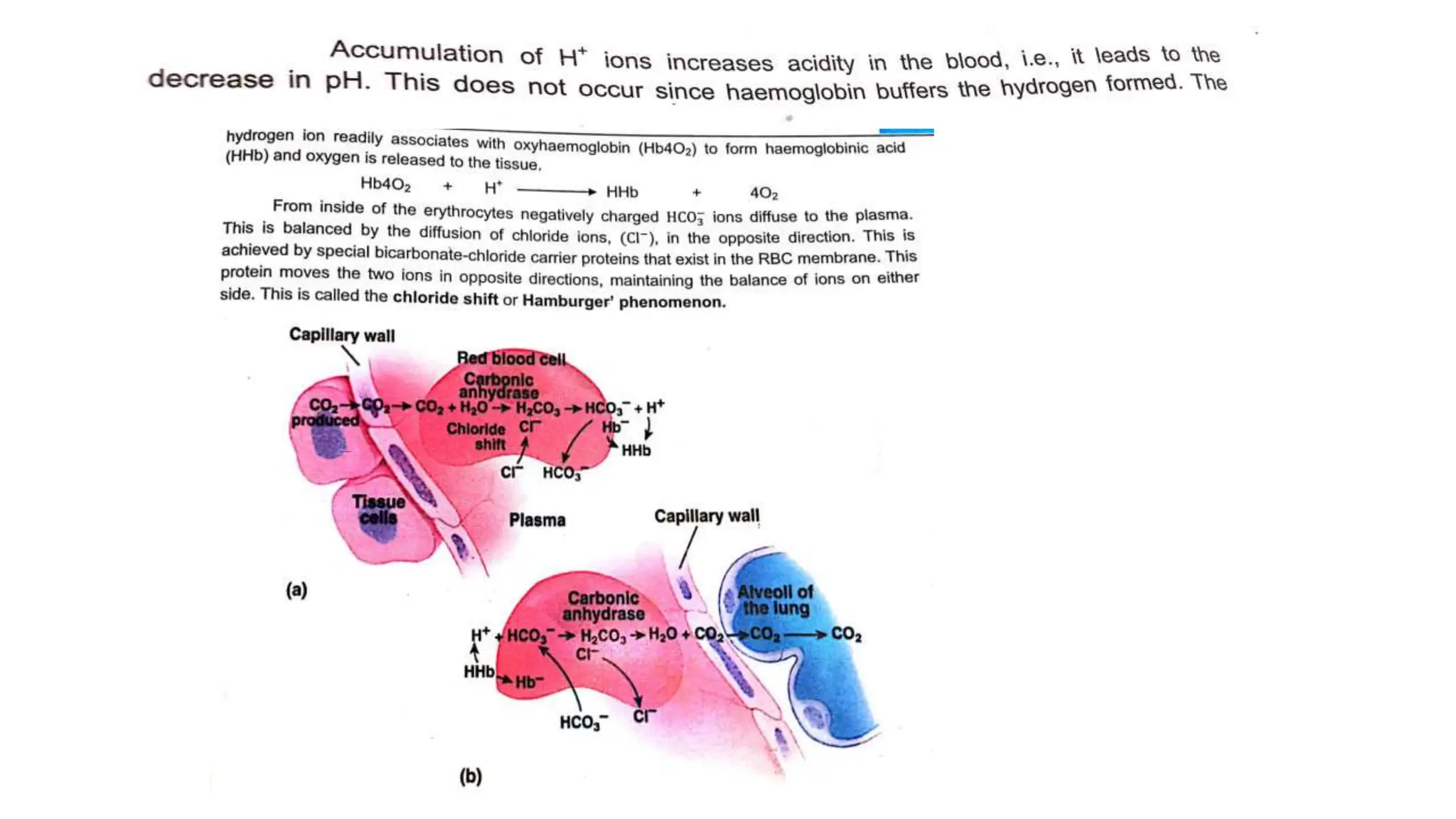 respiratory system 2021.pptx . | PPTX | Lung and Respiratory Health | Diseases and Conditions
