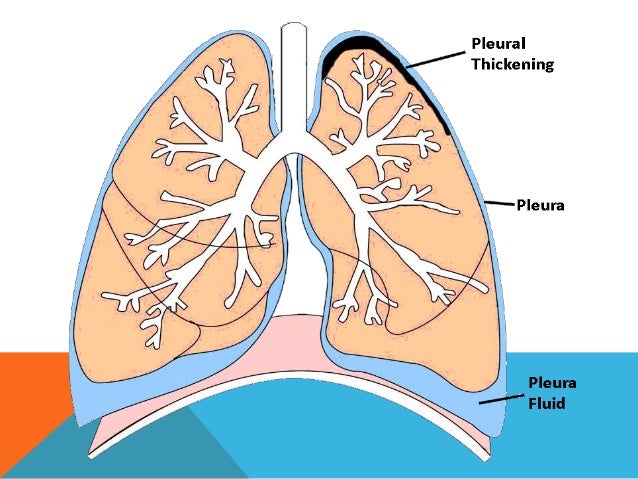 Respiratory system