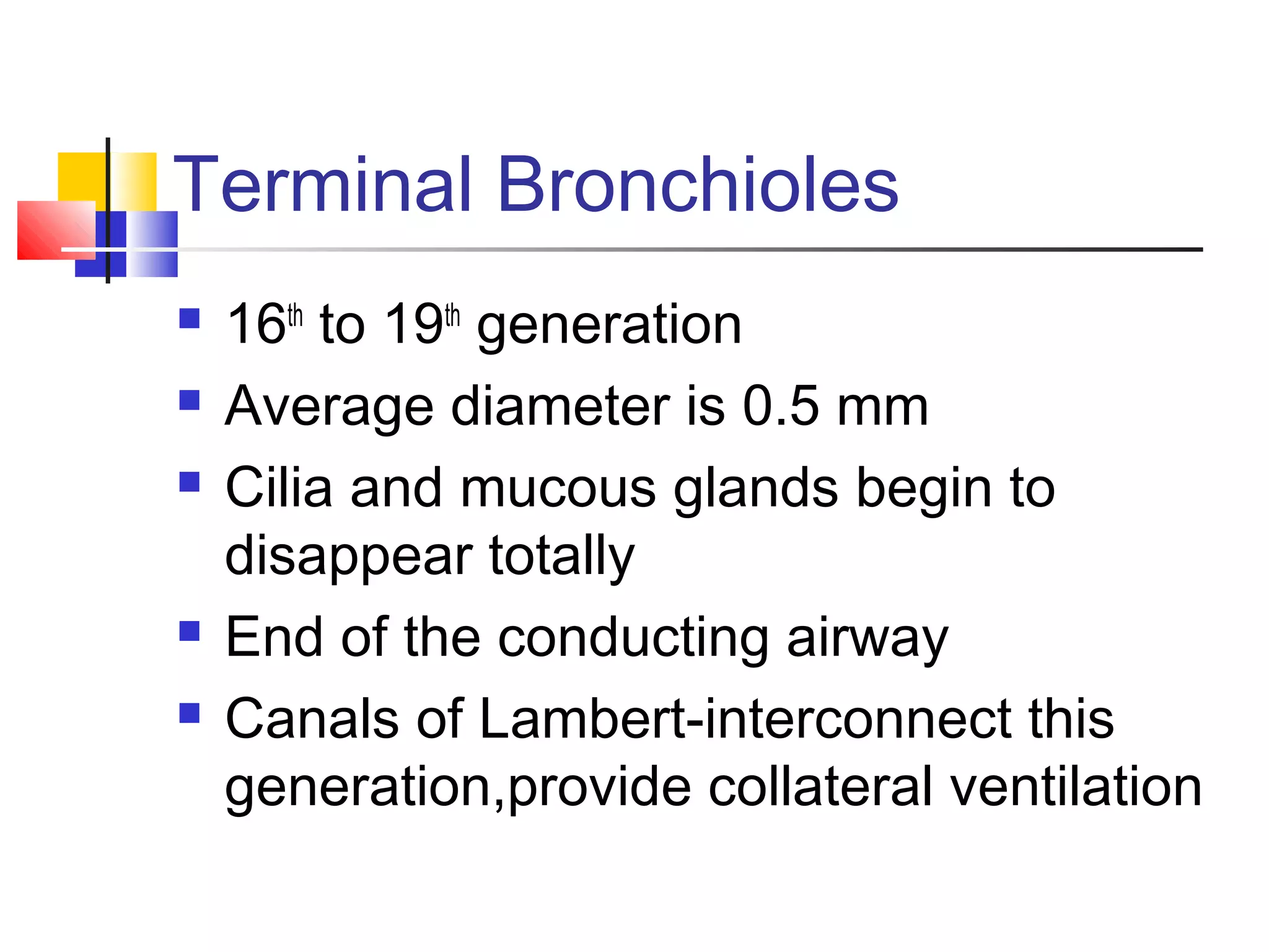 Basic Pulmonary anatomy | PPT