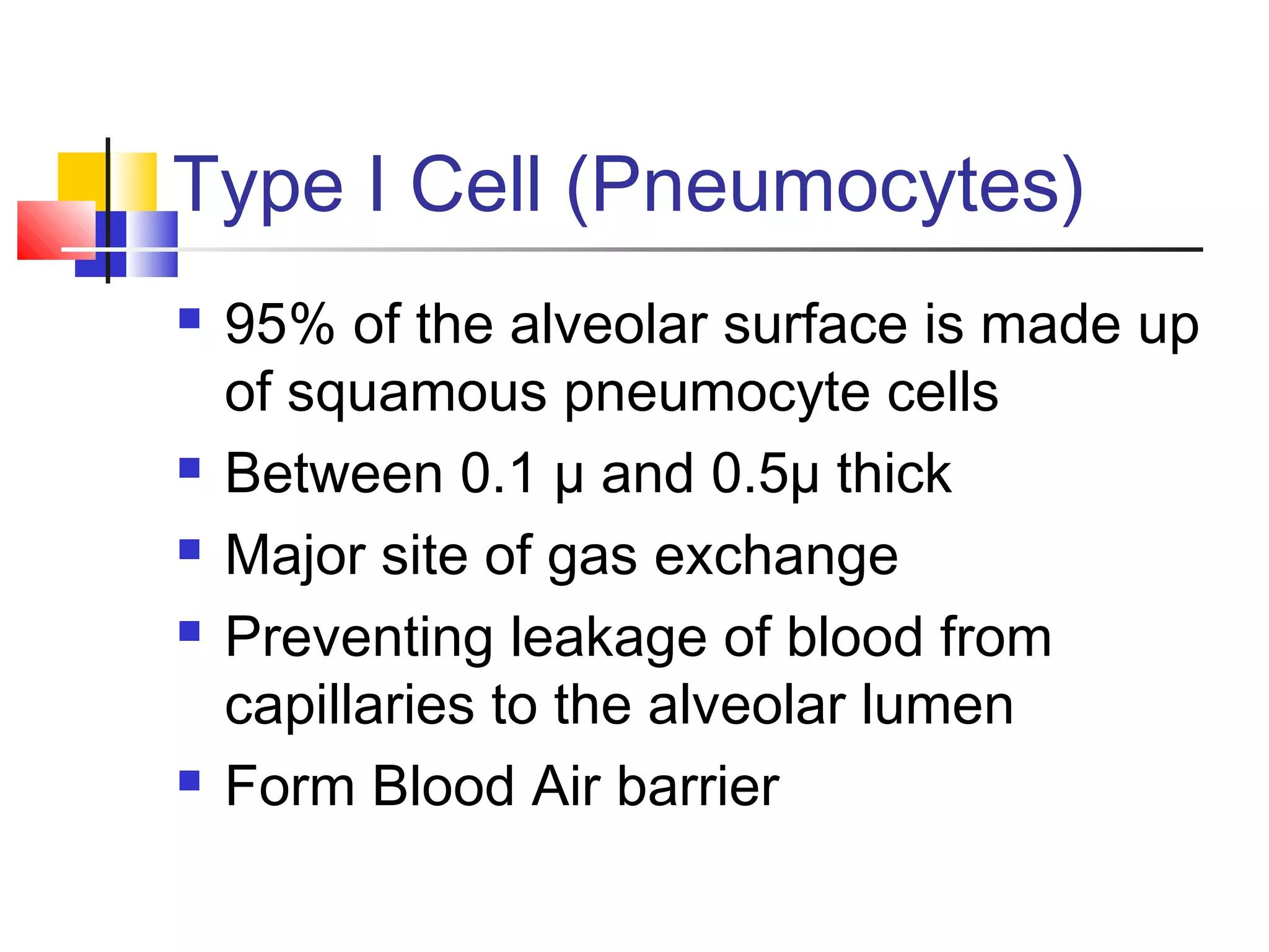 Basic Pulmonary anatomy | PPT