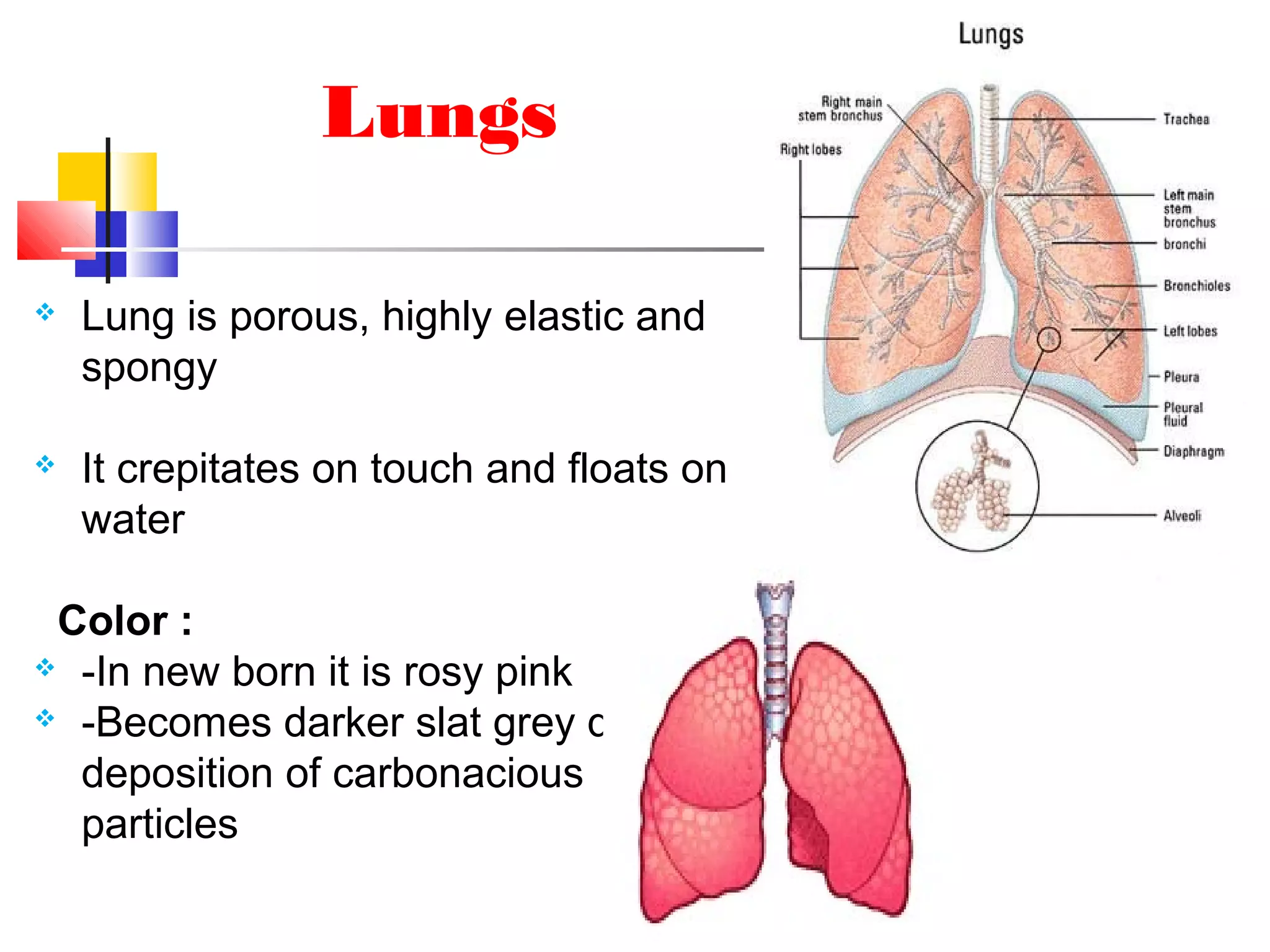 Basic Pulmonary anatomy | PPT
