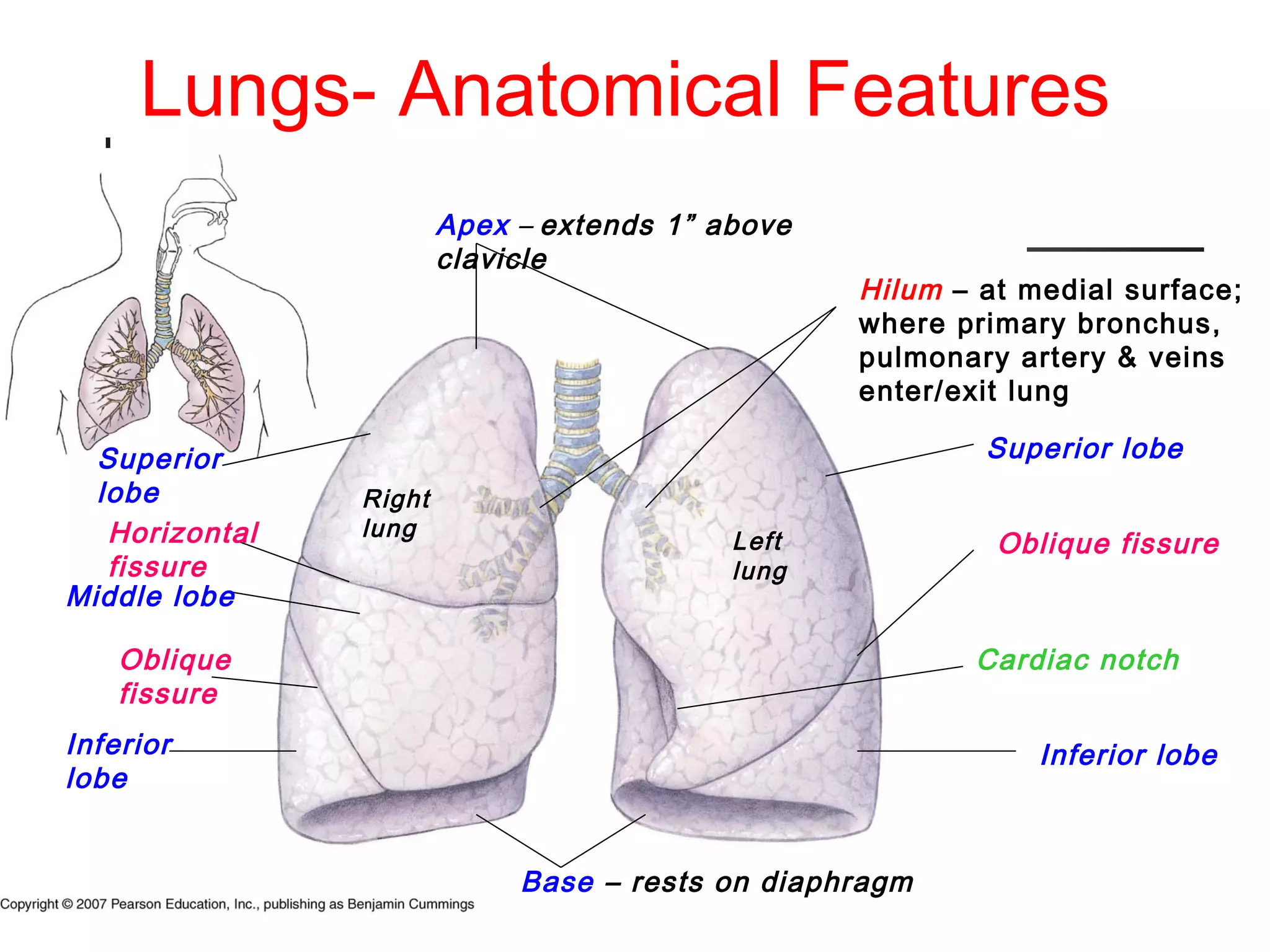 Basic Pulmonary anatomy | PPT
