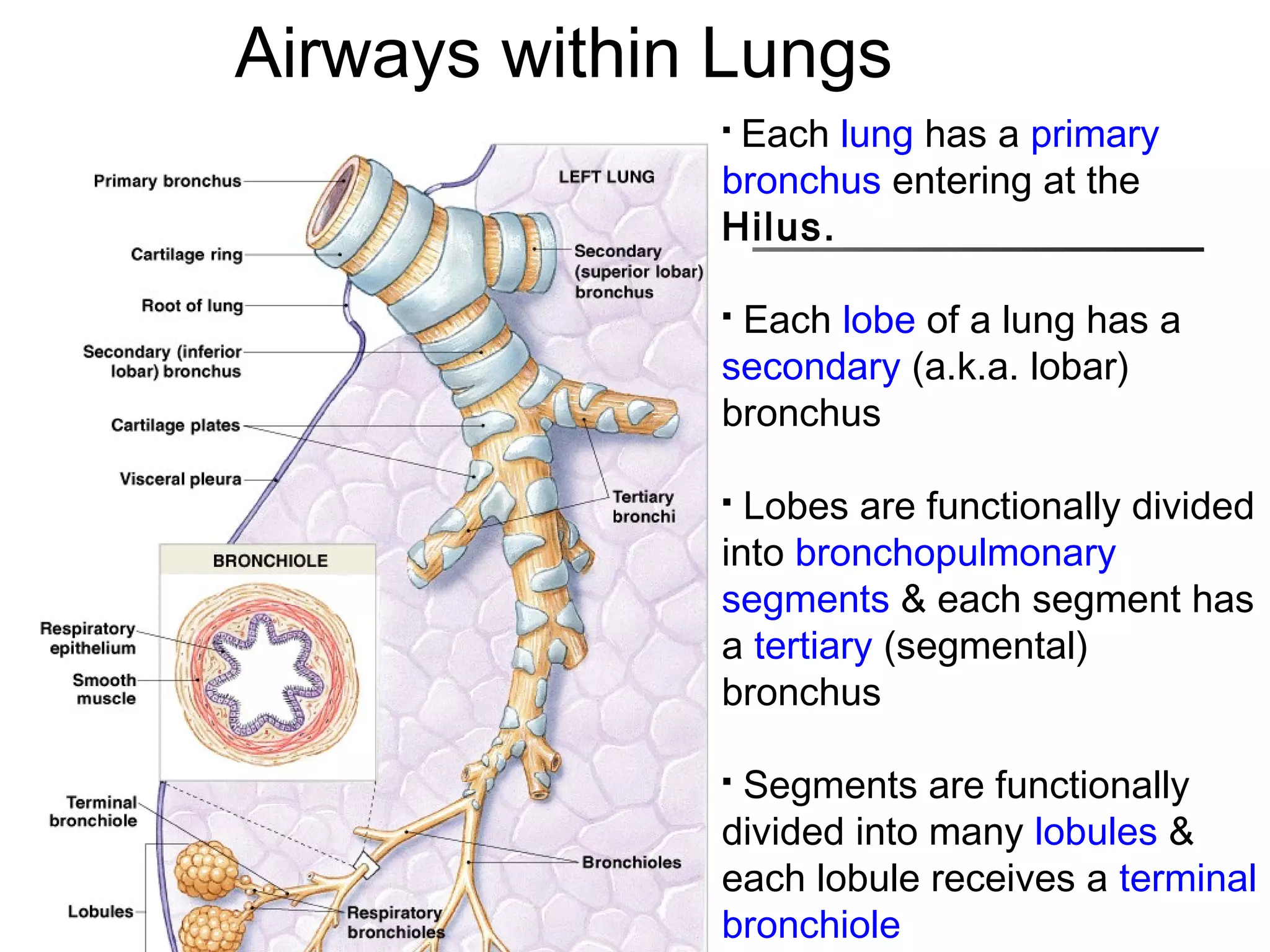 Basic Pulmonary anatomy | PPT