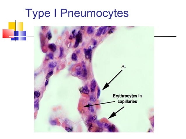 Basic Pulmonary anatomy | PPT