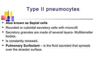 Basic Pulmonary anatomy | PPT