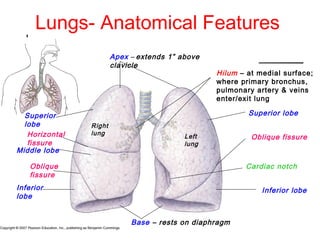 Basic Pulmonary anatomy | PPT