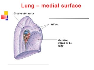 Basic Pulmonary anatomy | PPT