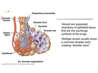 Alveolar Epithelium Labeled