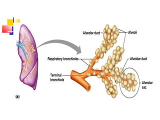 Respiratory Bronchioles Acinus