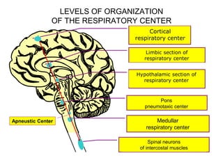 Respiratory system 3.pdf | Free Download