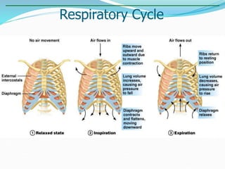 respiratory system 54172for anatomy students.ppt