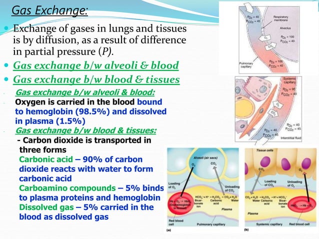 respiratory system 54172for anatomy students.ppt
