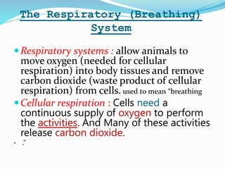 respiratory system 54172for anatomy students.ppt