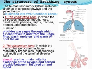 respiratory system 54172for anatomy students.ppt