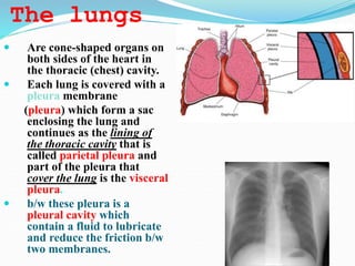respiratory system 54172for anatomy students.ppt