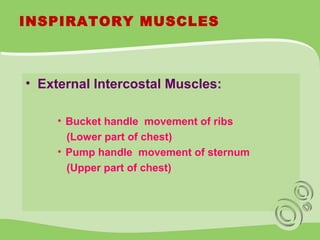 Respiratory system 8.02.13