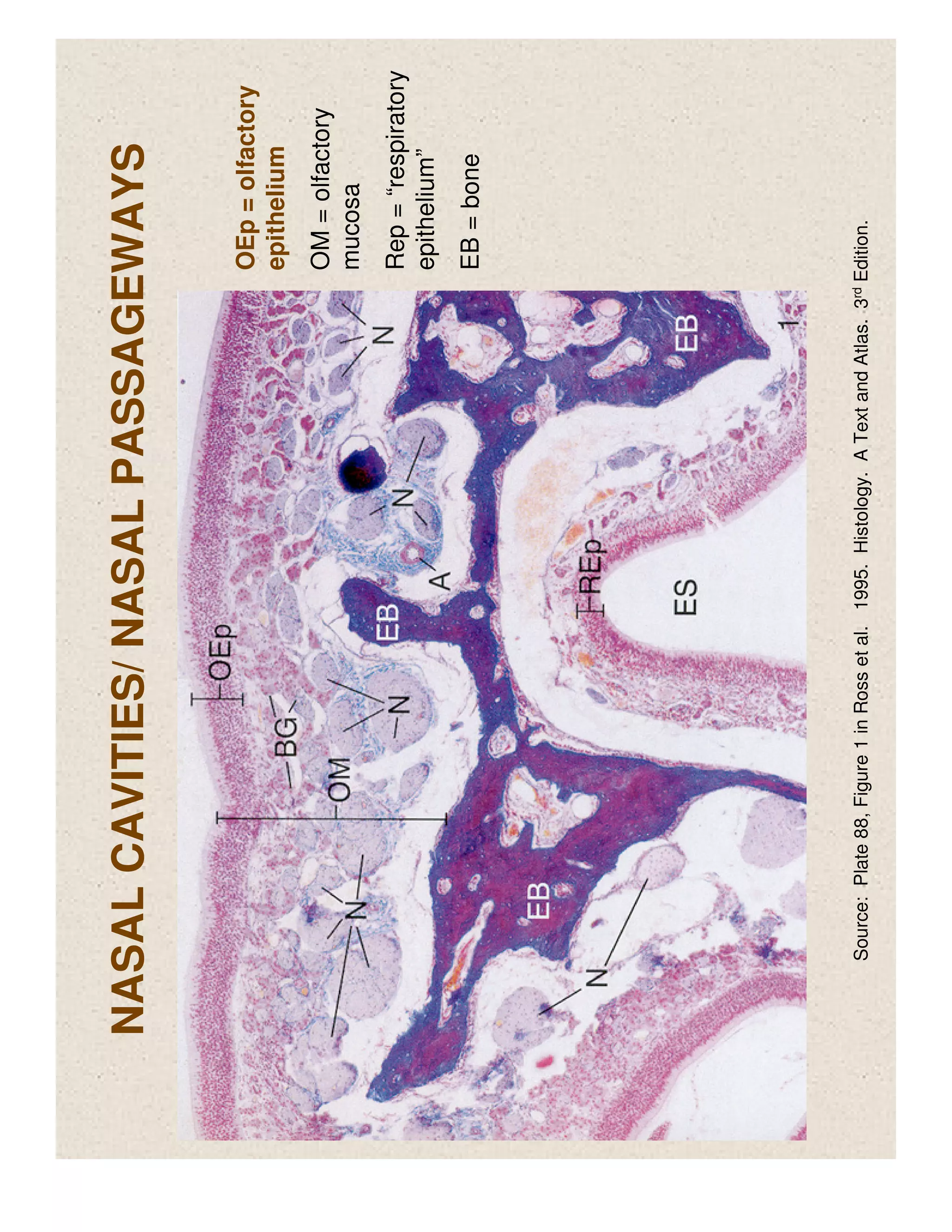 Respiratory System Anatomy | PDF