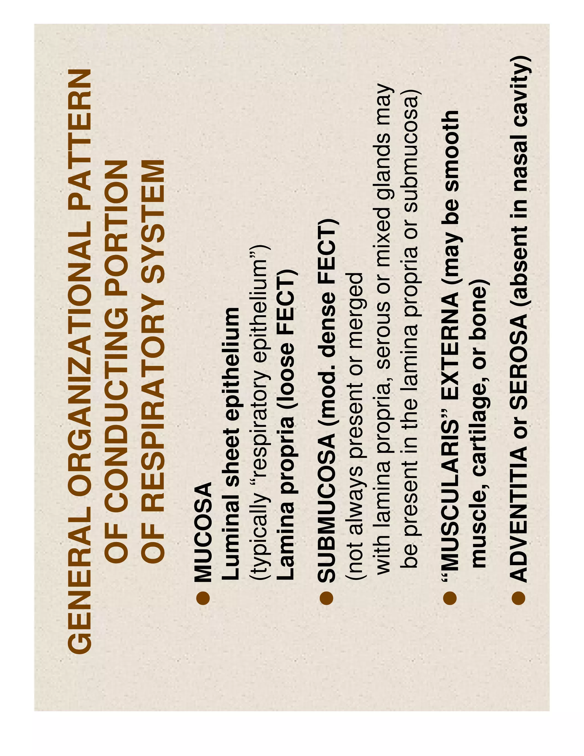 Respiratory System Anatomy | PDF