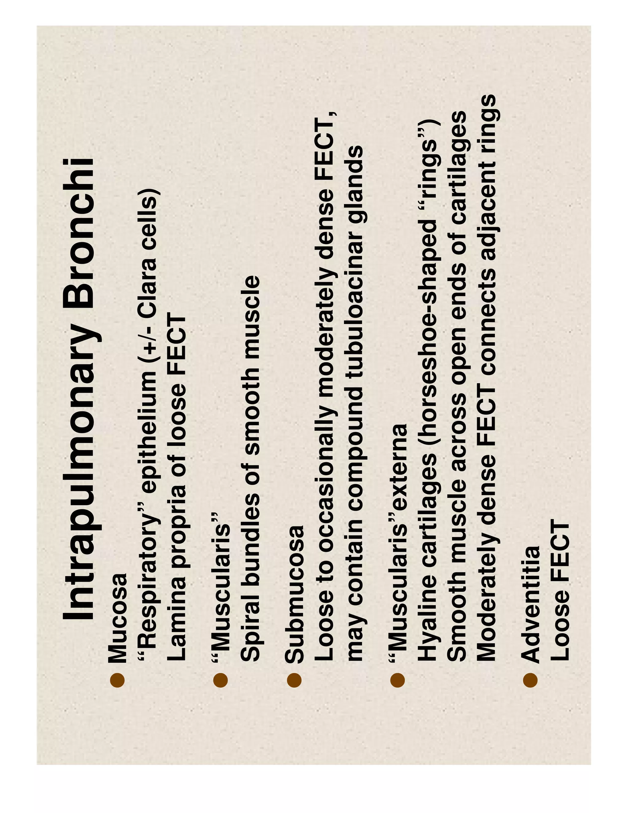 Respiratory System Anatomy | PDF
