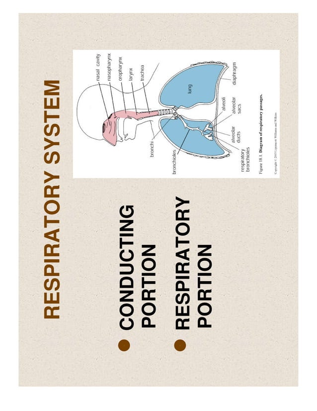 Respiratory System Anatomy | PDF