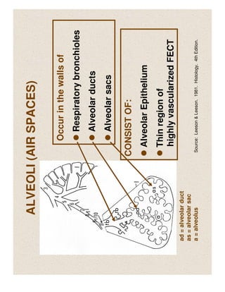 Respiratory System Anatomy | PDF