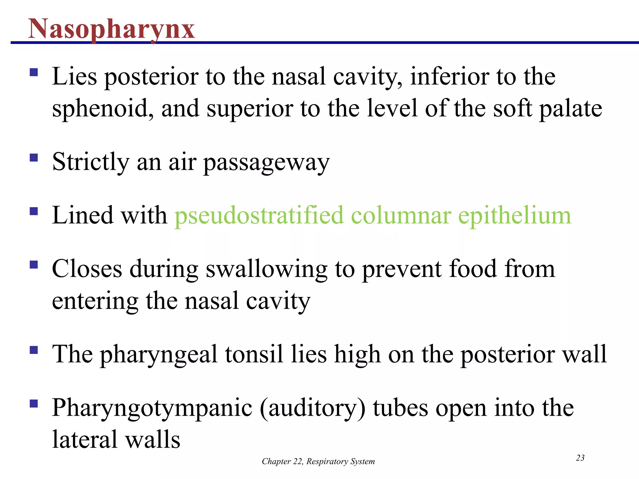 respiratory system anatomy.pdf