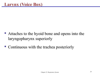 respiratory system anatomy.pdf