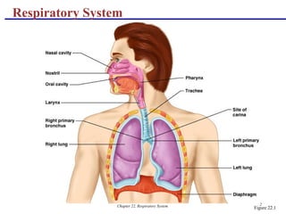 respiratory system anatomy.pdf