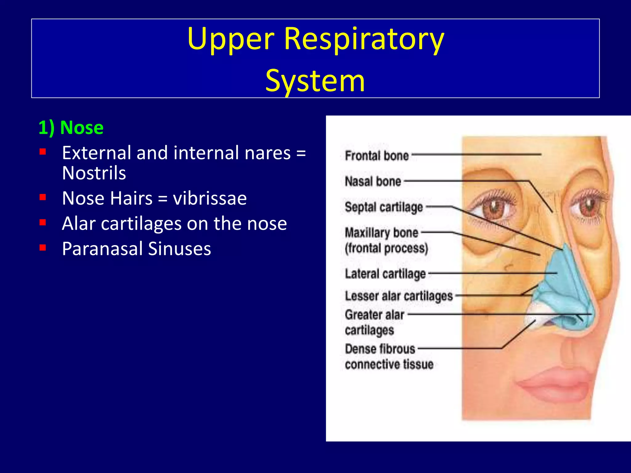 Respiratory system anatomy Dr.Tinku Joseph | PPTX