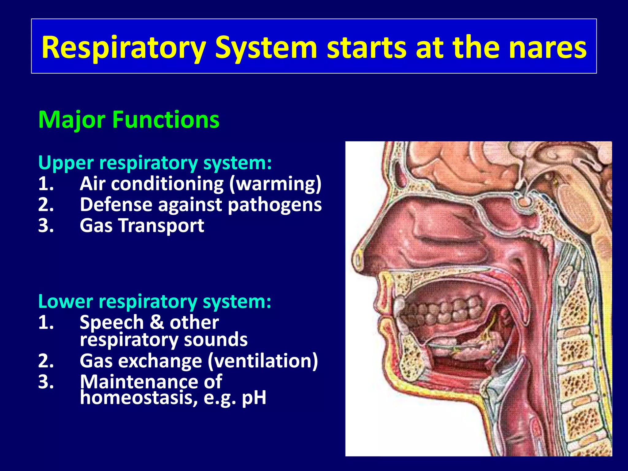 Respiratory system anatomy Dr.Tinku Joseph | PPTX