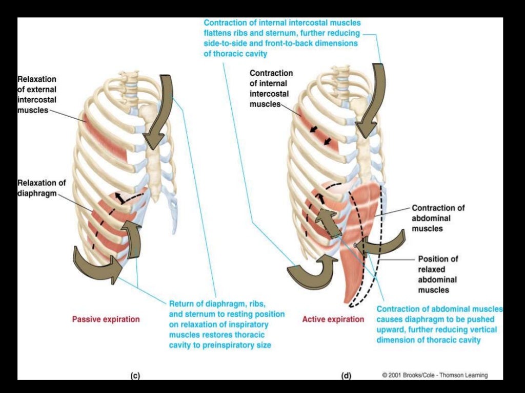 Respiratory system anatomy Dr.Tinku Joseph